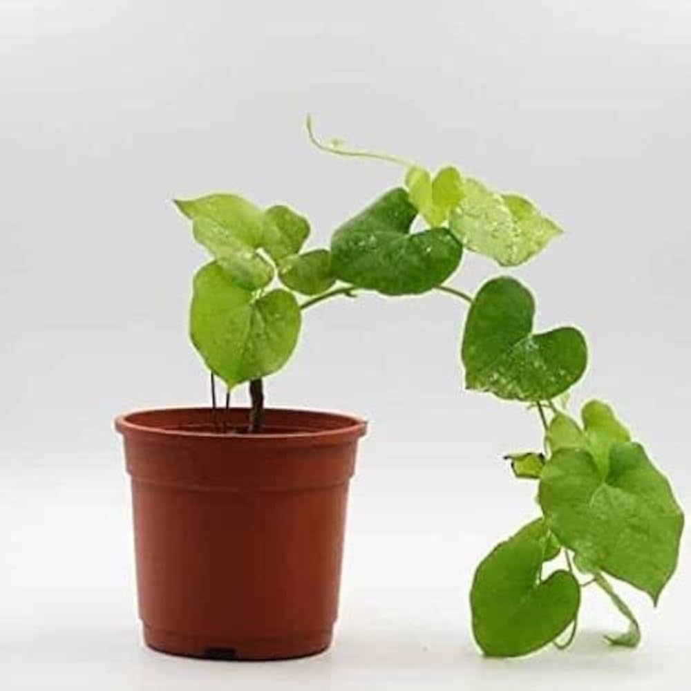 Live Giloy Plant (Tinospora cordifolia / Gulvel) – With Pot | Ayurvedic ...